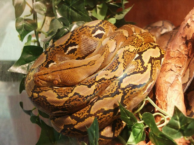 Piton Reticulada Comendo Hipopotamo Cobra Píton Devora Mulher De 36